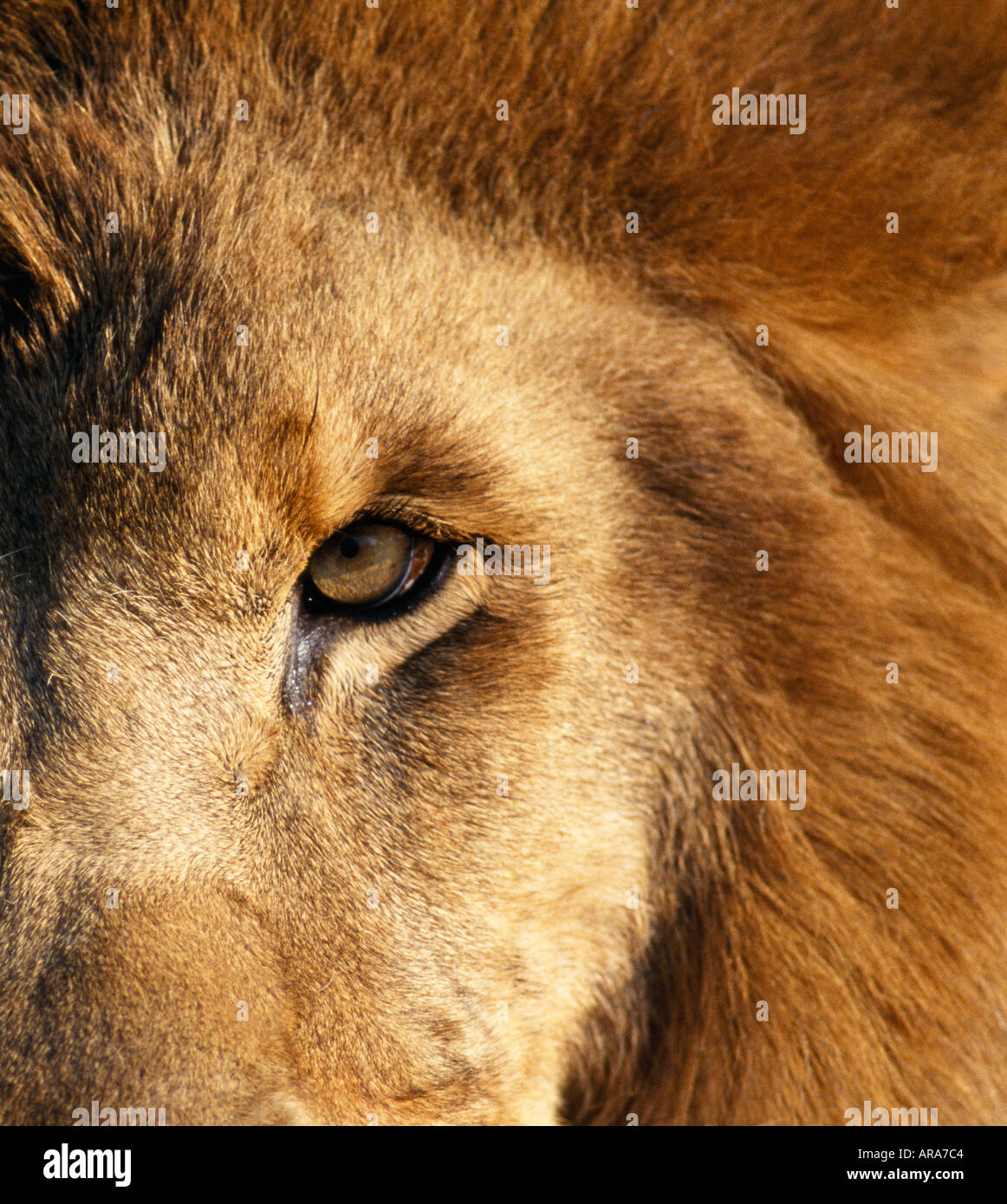 Male Lion Headshot Stock Photo - Alamy