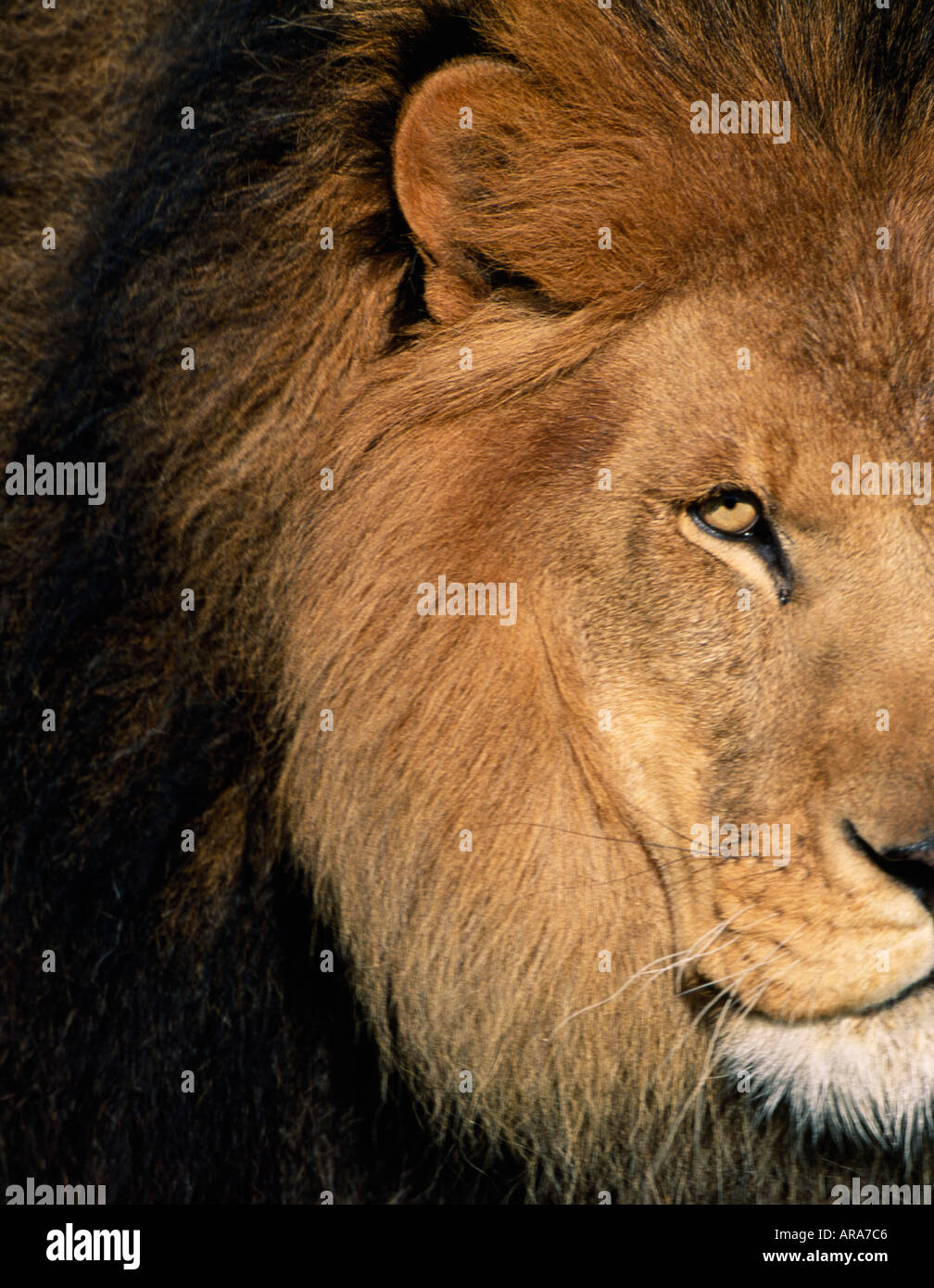 Male Lion Headshot Stock Photo - Alamy