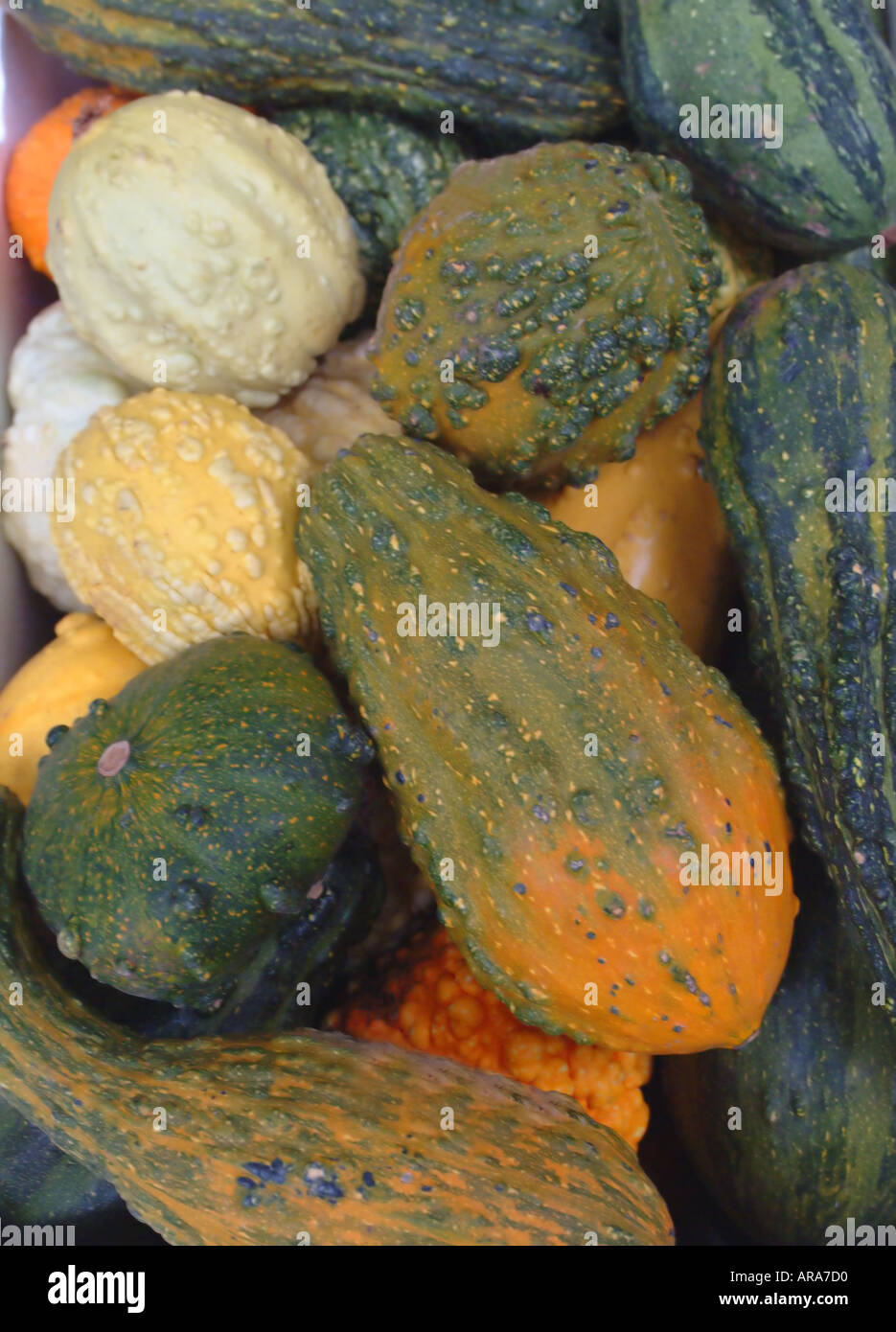 collection of various gourds Stock Photo - Alamy