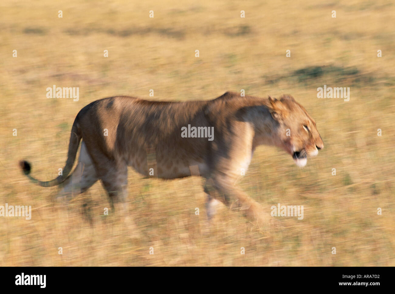 Female Lion walking Masai mara Kenya Stock Photo - Alamy