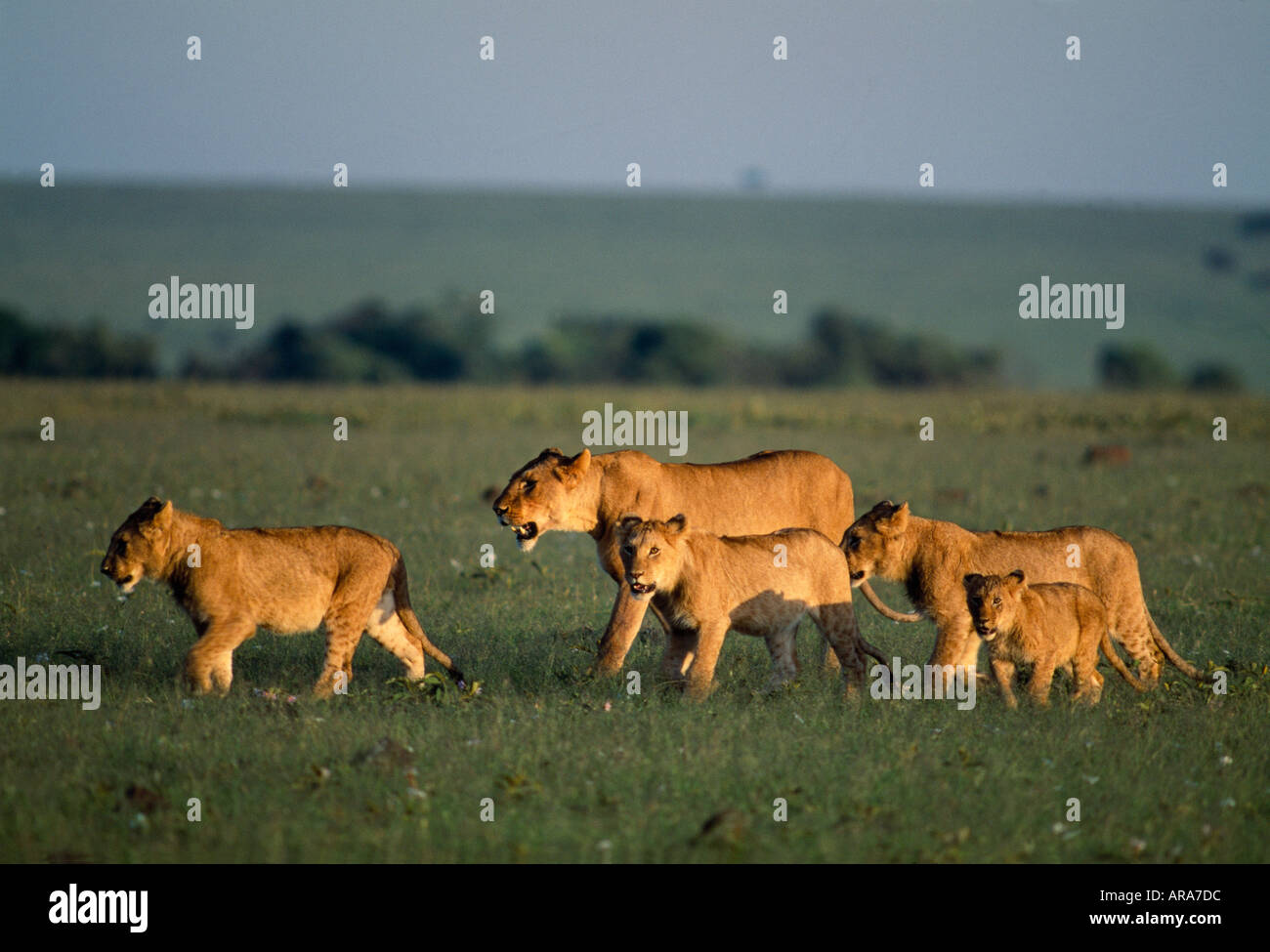 Lion Protecting Family