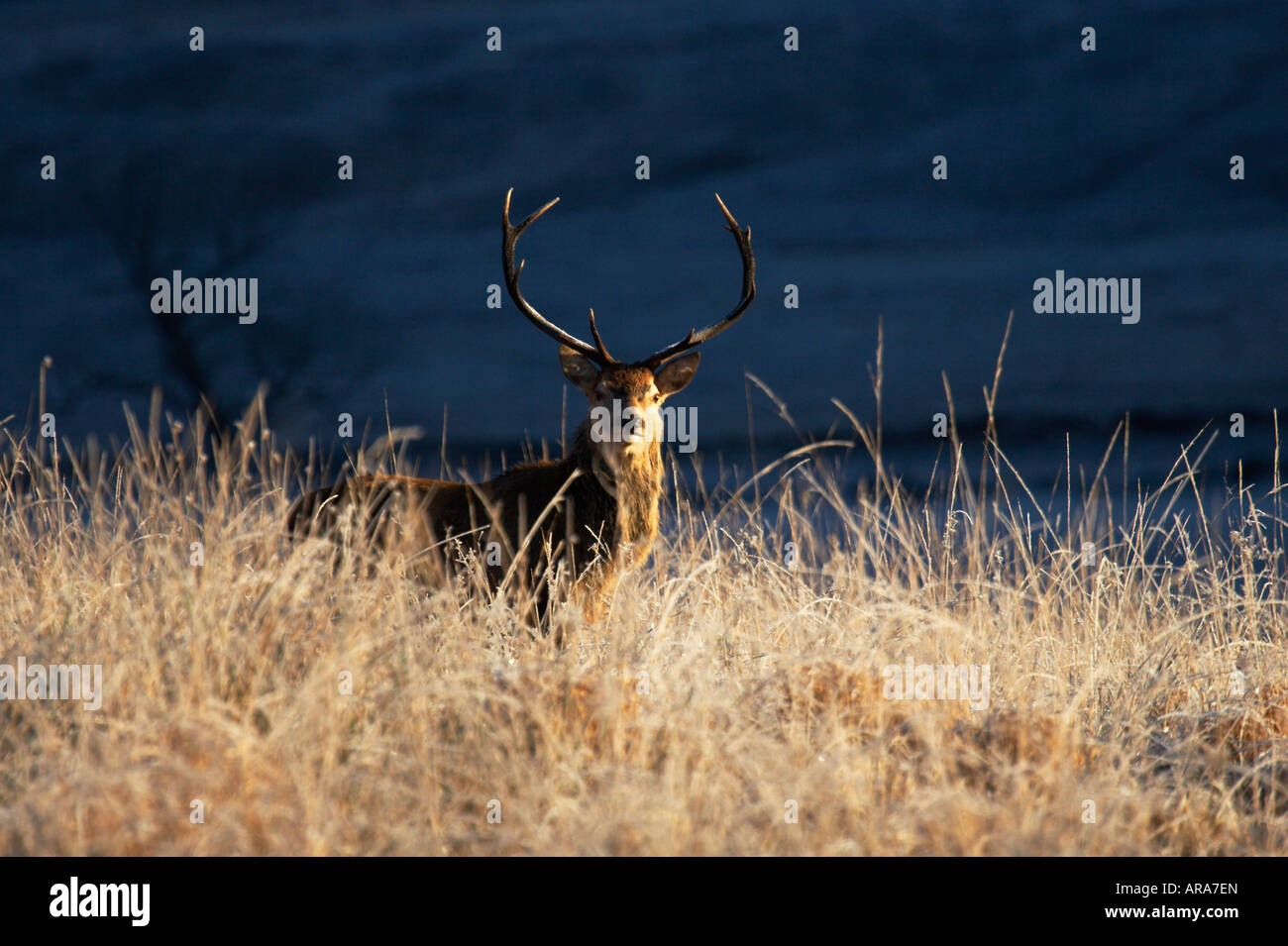 Scottish deer in mist hi-res stock photography and images - Alamy