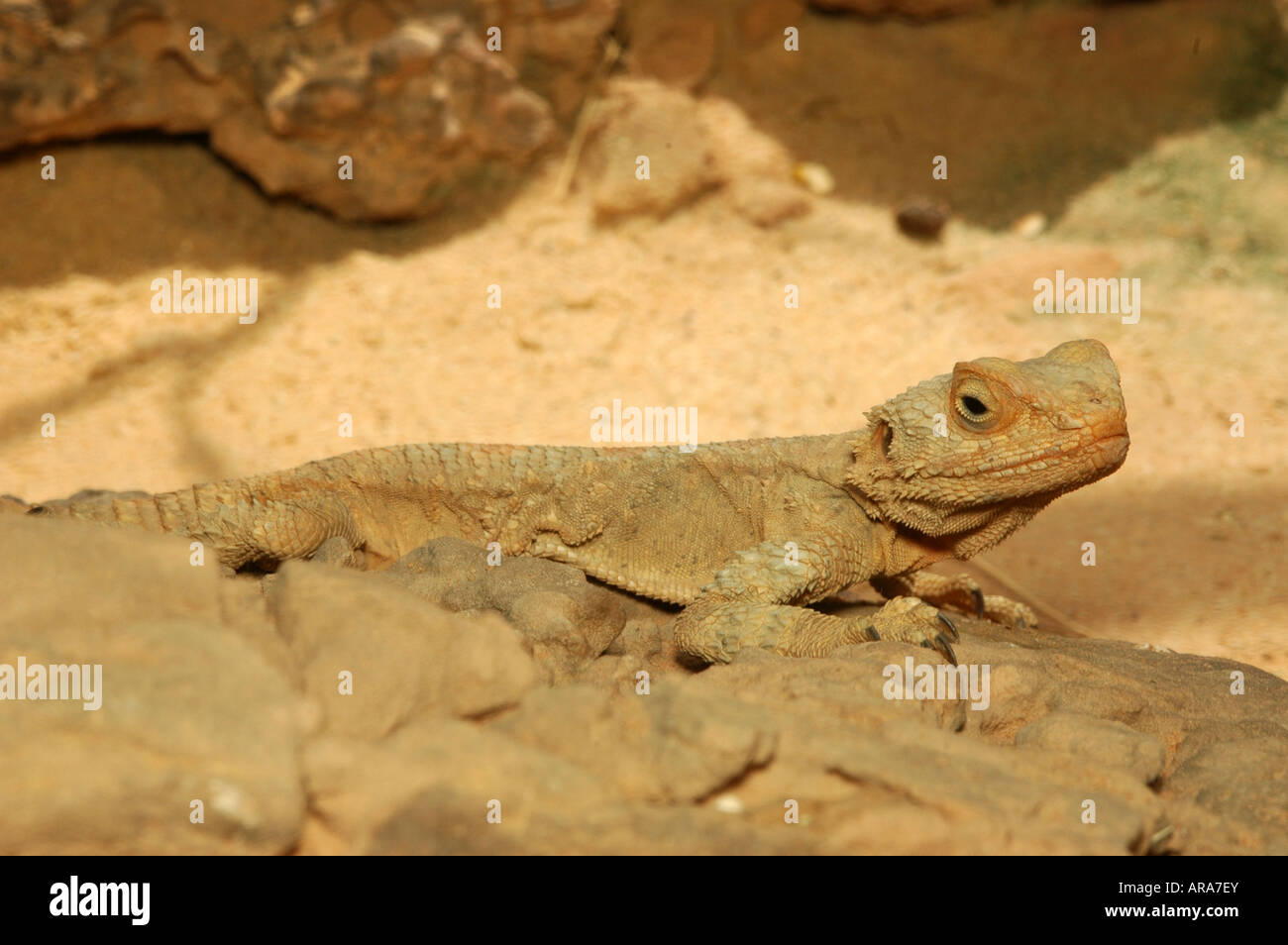 Roughtail Rock Agama Lizard Agama stellio Stock Photo - Alamy