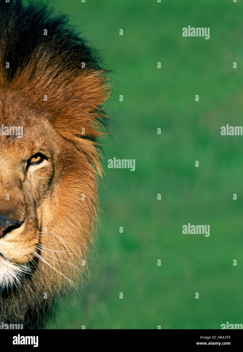 Male Lion Headshot Stock Photo - Alamy