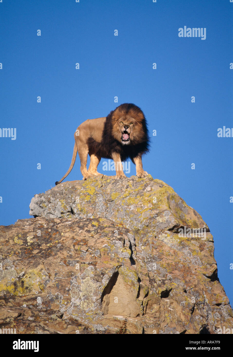 Male Lion Roaring Stock Photo - Alamy