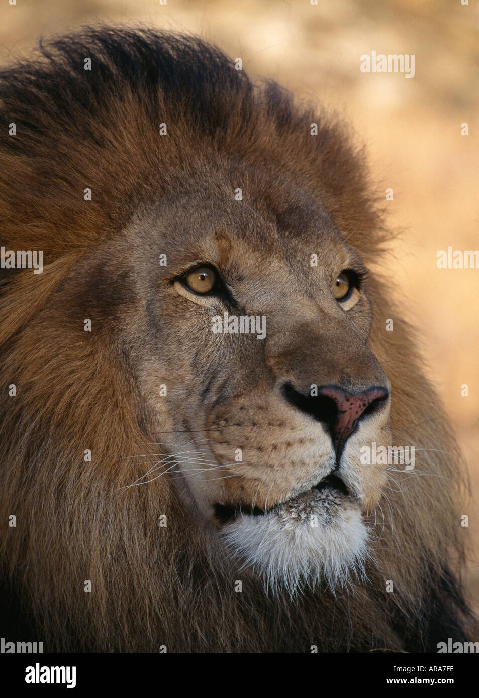 Strong lion hi-res stock photography and images - Alamy