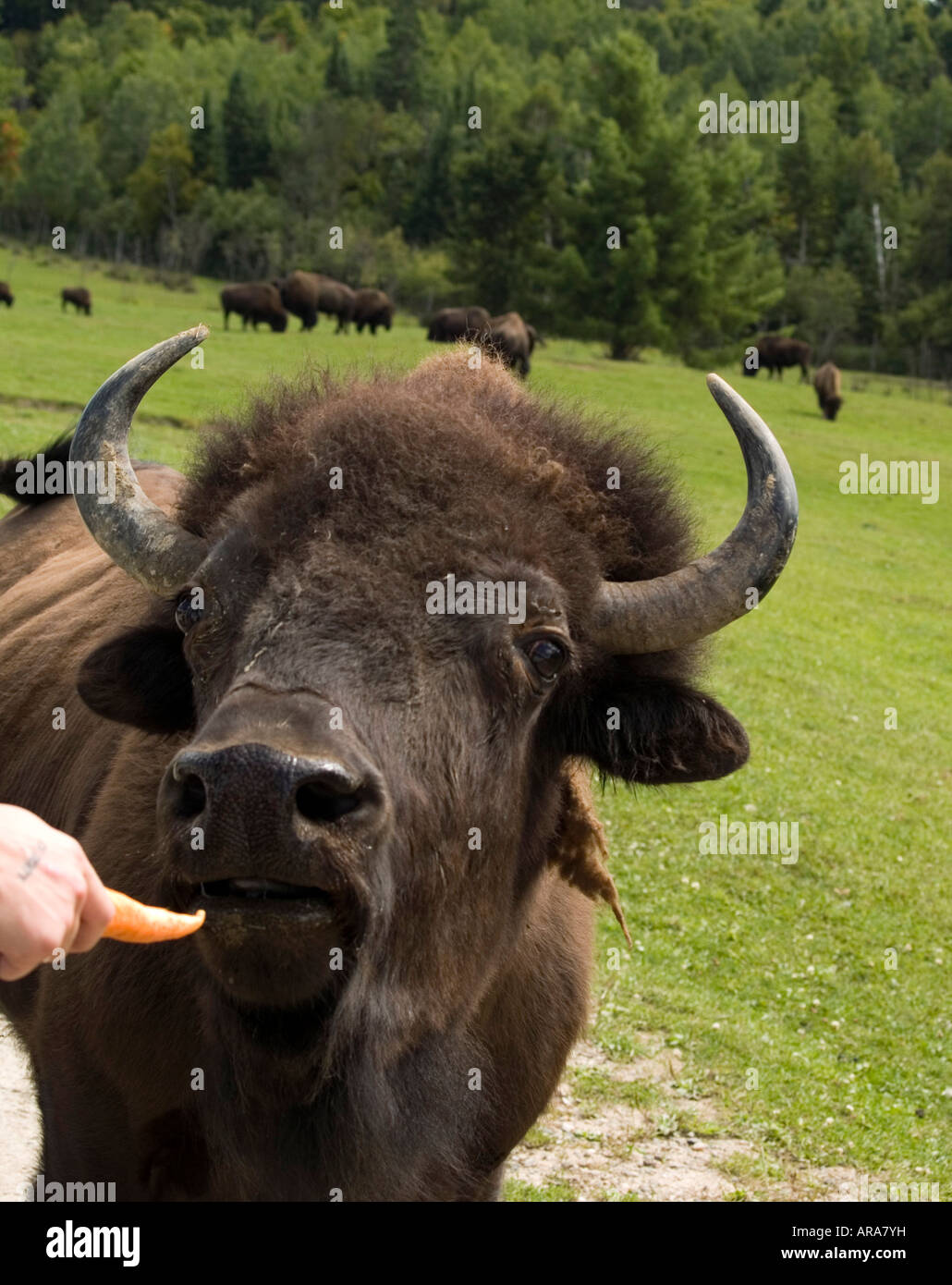 American bison feeding head hi-res stock photography and images - Alamy