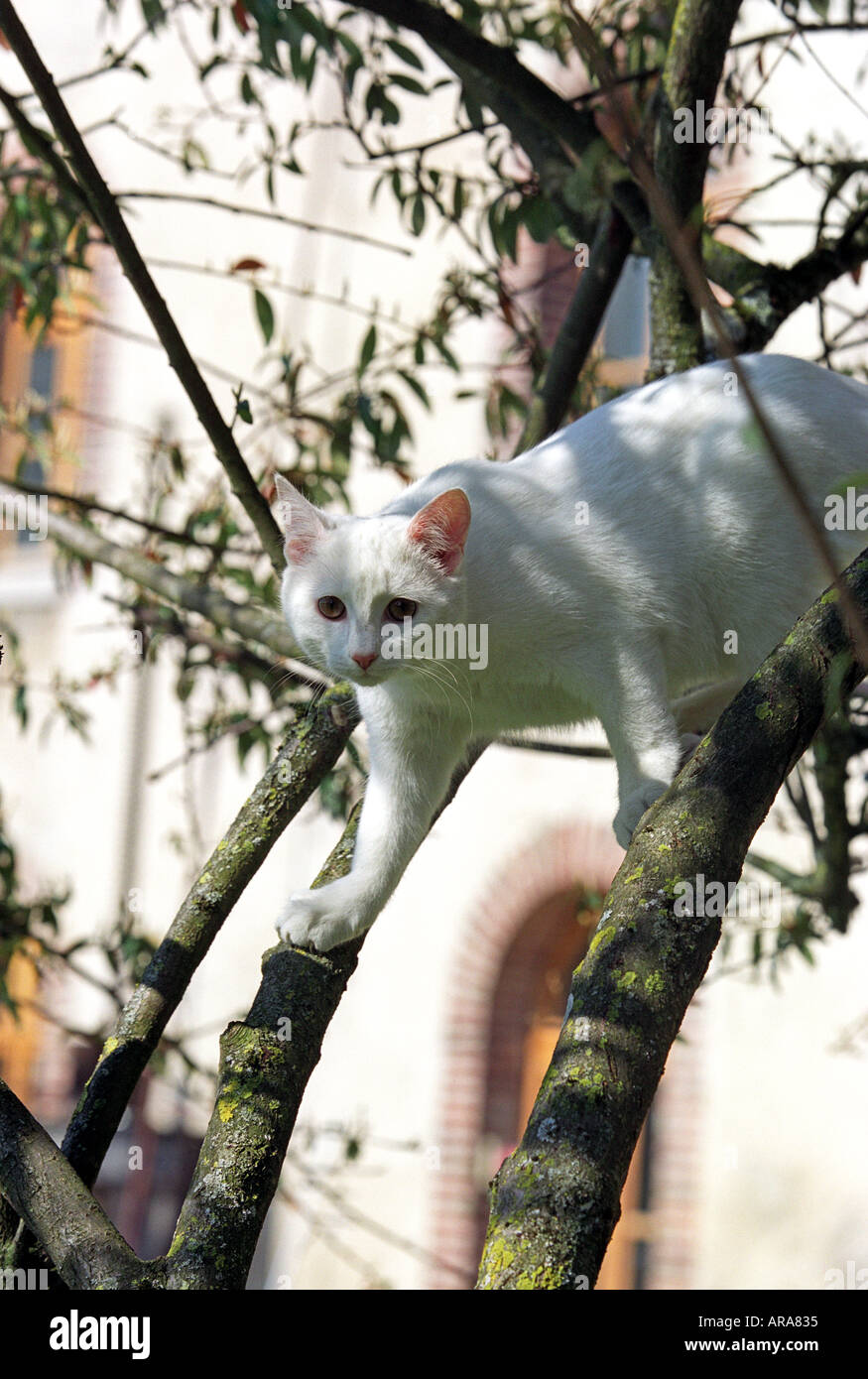 A white cat up a tree Stock Photo - Alamy