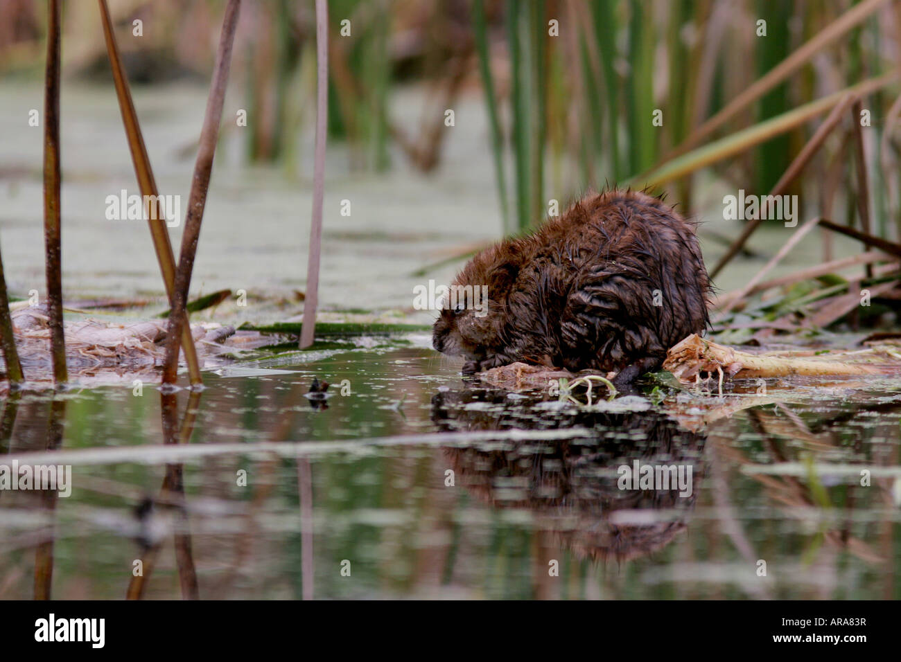 Muskrat Lodge Stock Photos & Muskrat Lodge Stock Images - Alamy