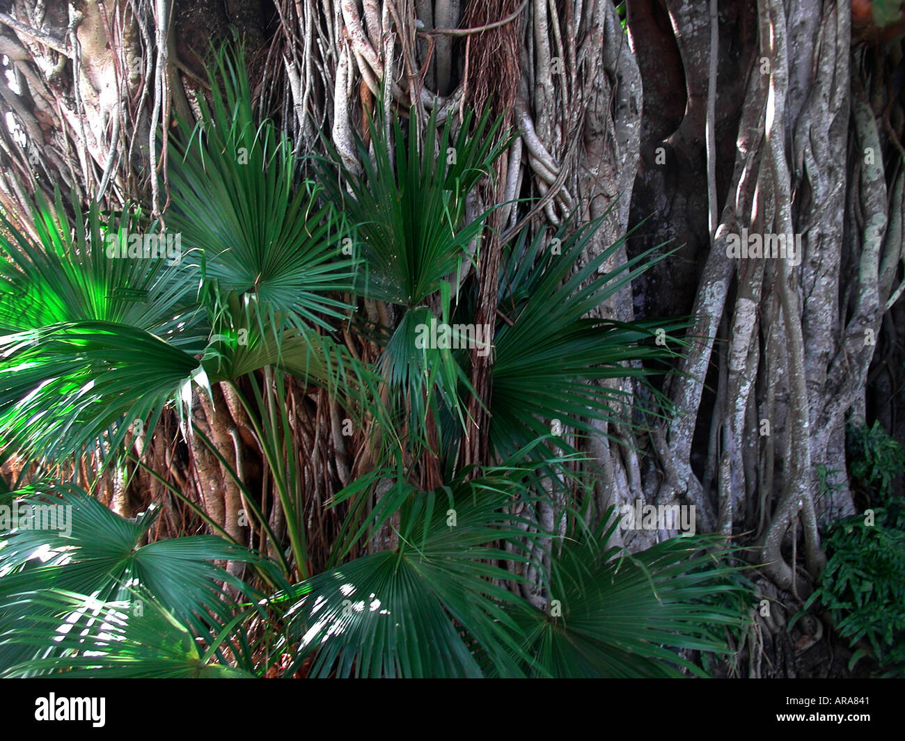 Banyan Tree Mauritius High Resolution Stock Photography and Images - Alamy