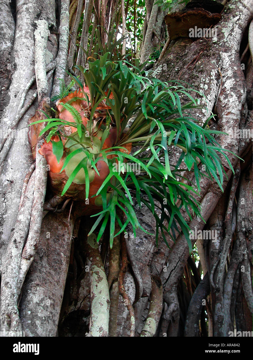 Stag horn fern hi-res stock photography and images - Alamy