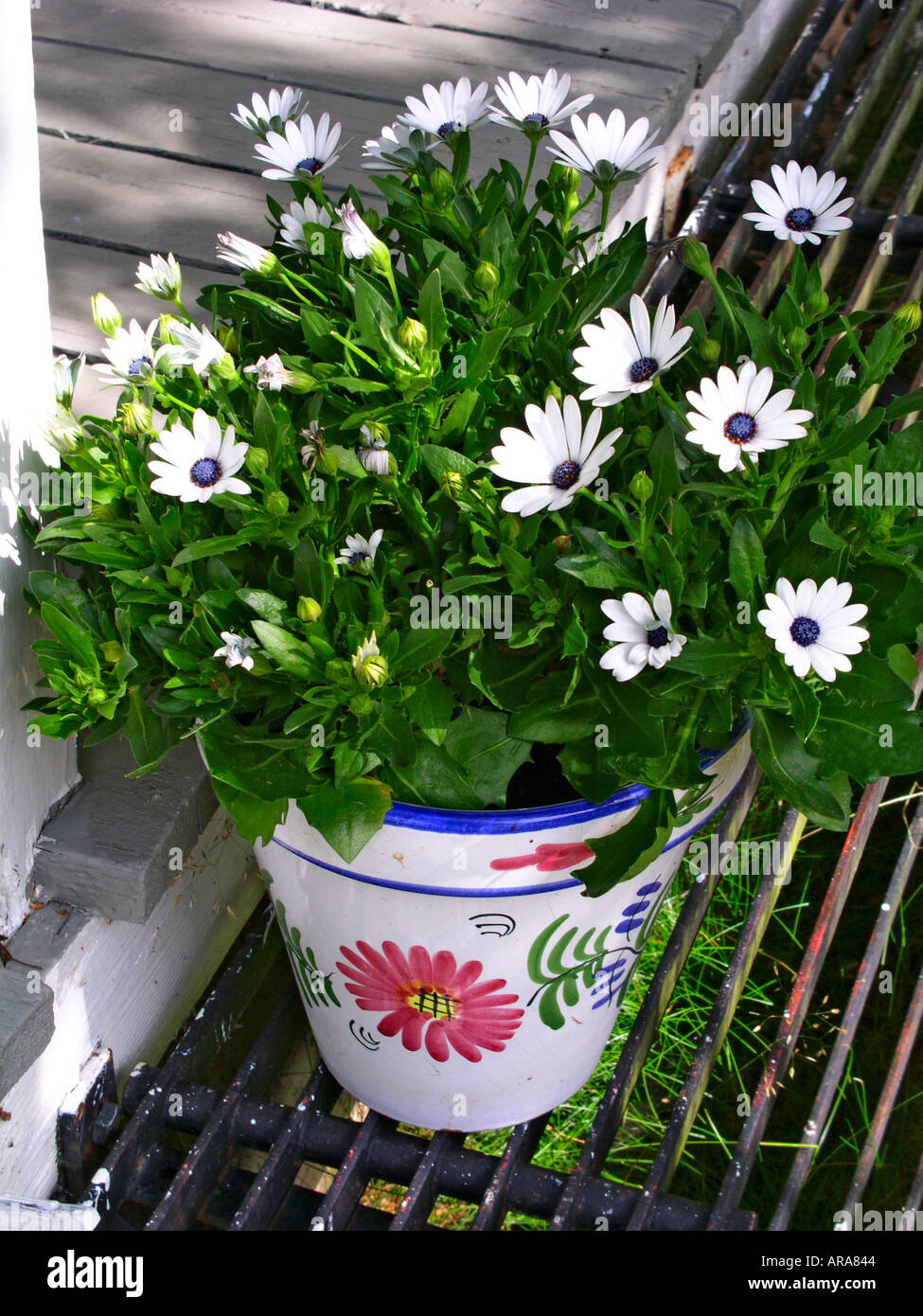 African daisy plant in ceramic painted pot on step of Swedish summer ...