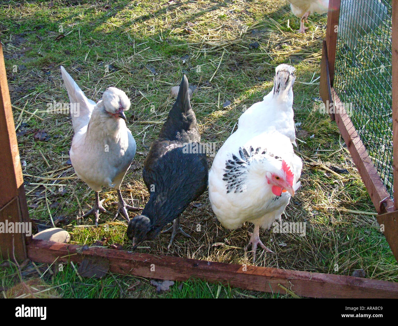 Three chickens garden hi-res stock photography and images - Alamy