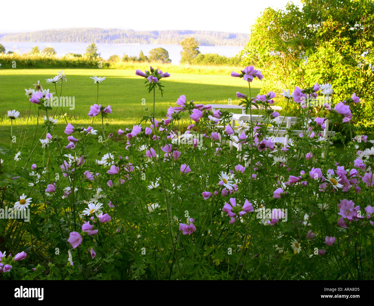Cosmea flowers with lake Fryken in the background Stock Photo - Alamy