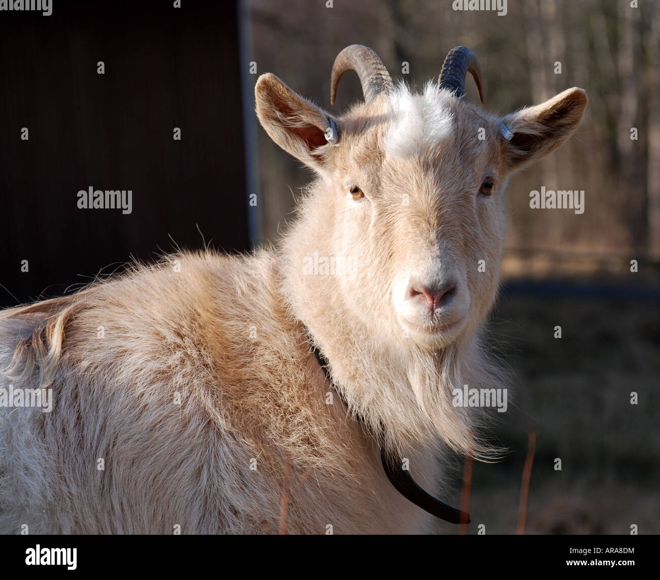 goat looking into the camera Stock Photo - Alamy