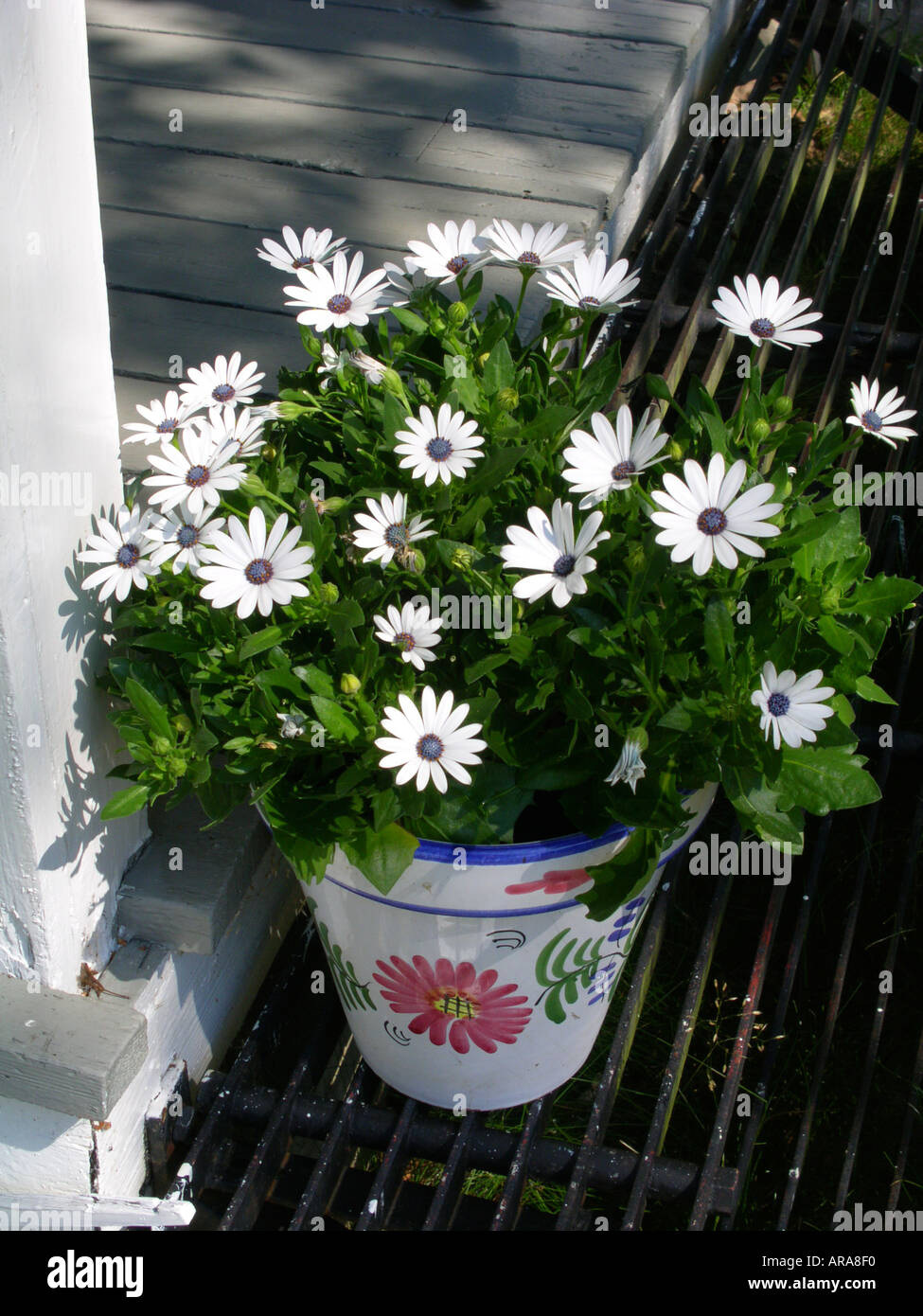 Osteospermum container hi-res stock photography and images - Alamy