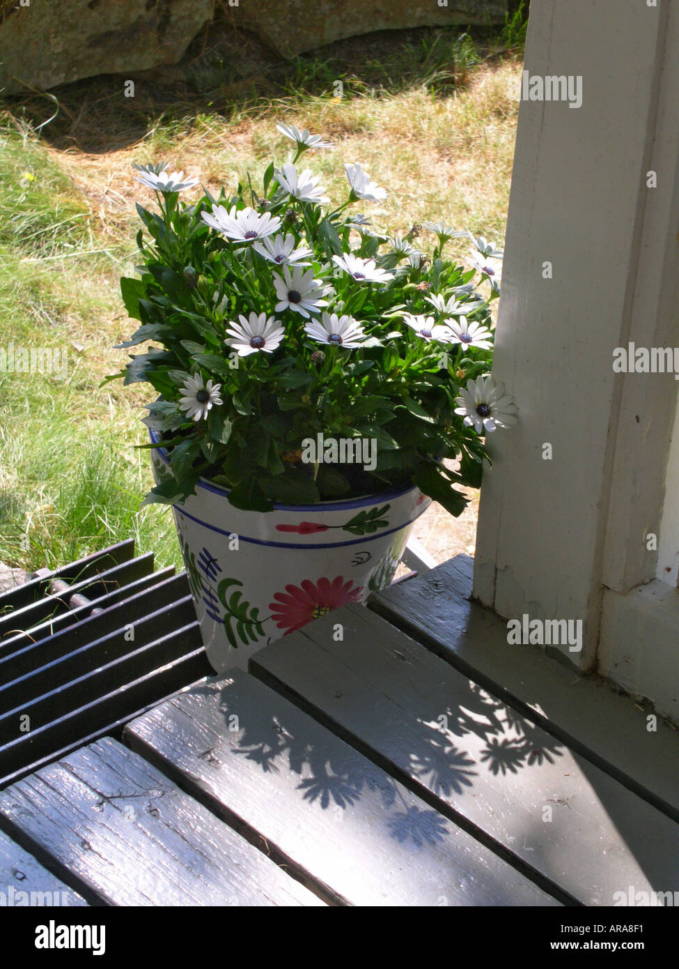 African daisy plant in ceramic painted pot on step of Swedish summer ...