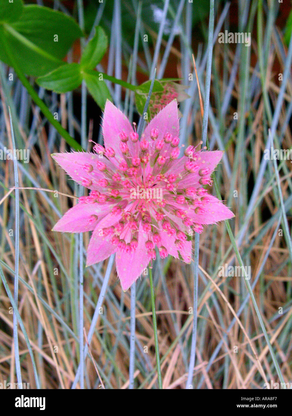 Astrantia flower hi-res stock photography and images - Alamy