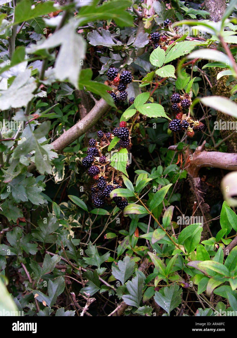 Close up of country hedge in late summer with brambles and hawthorn ...