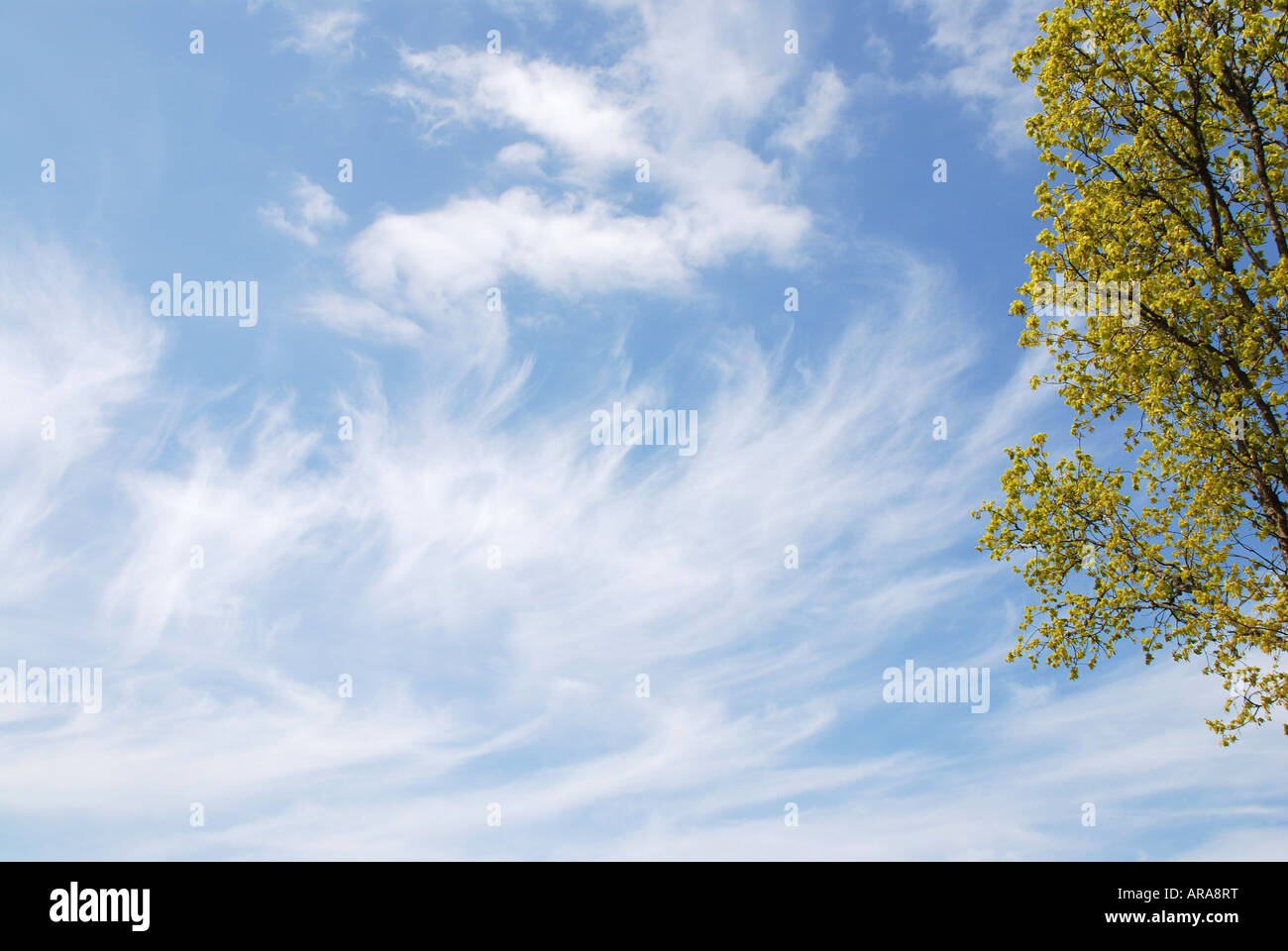 Cloudy spring sky with a tree Stock Photo - Alamy