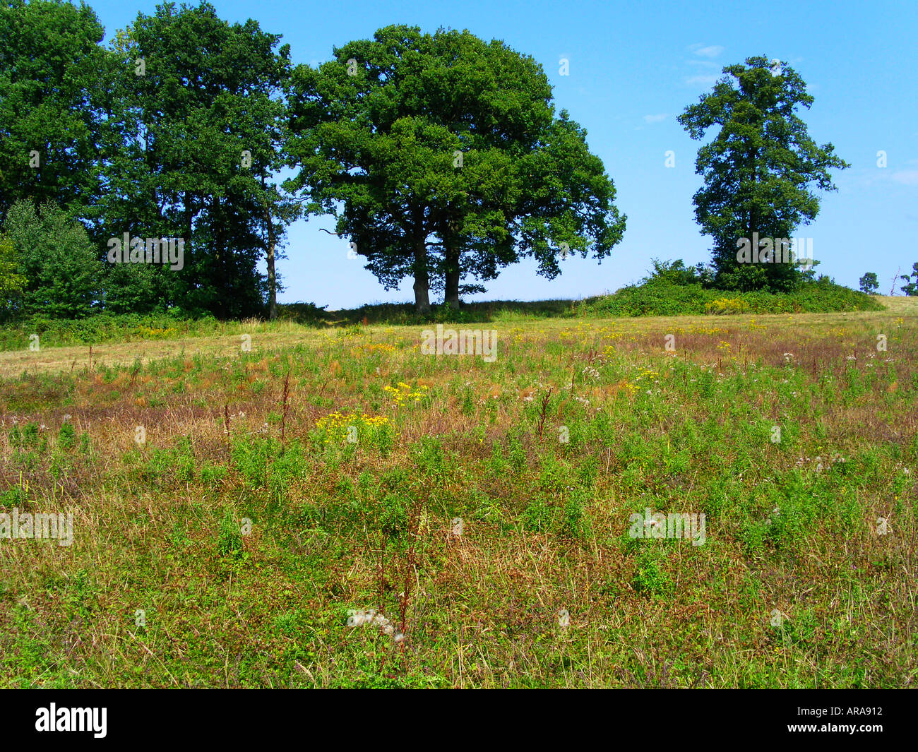 View across Kentish set aside field towards oak trees Stock Photo - Alamy