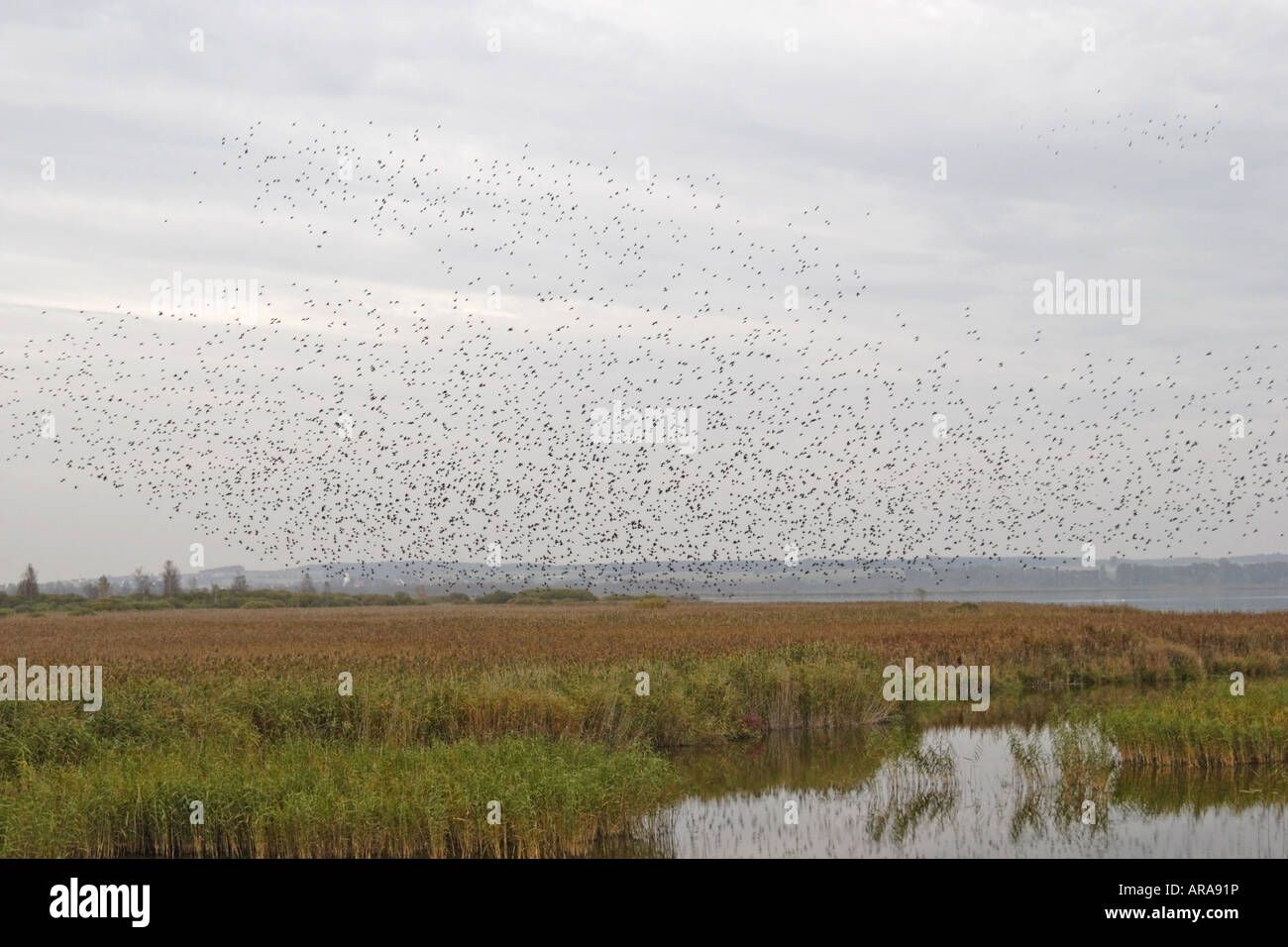 Star, Sturnus, vulgaris, stare, schwarm, schwärme, Vogelschwarm, swarm ...