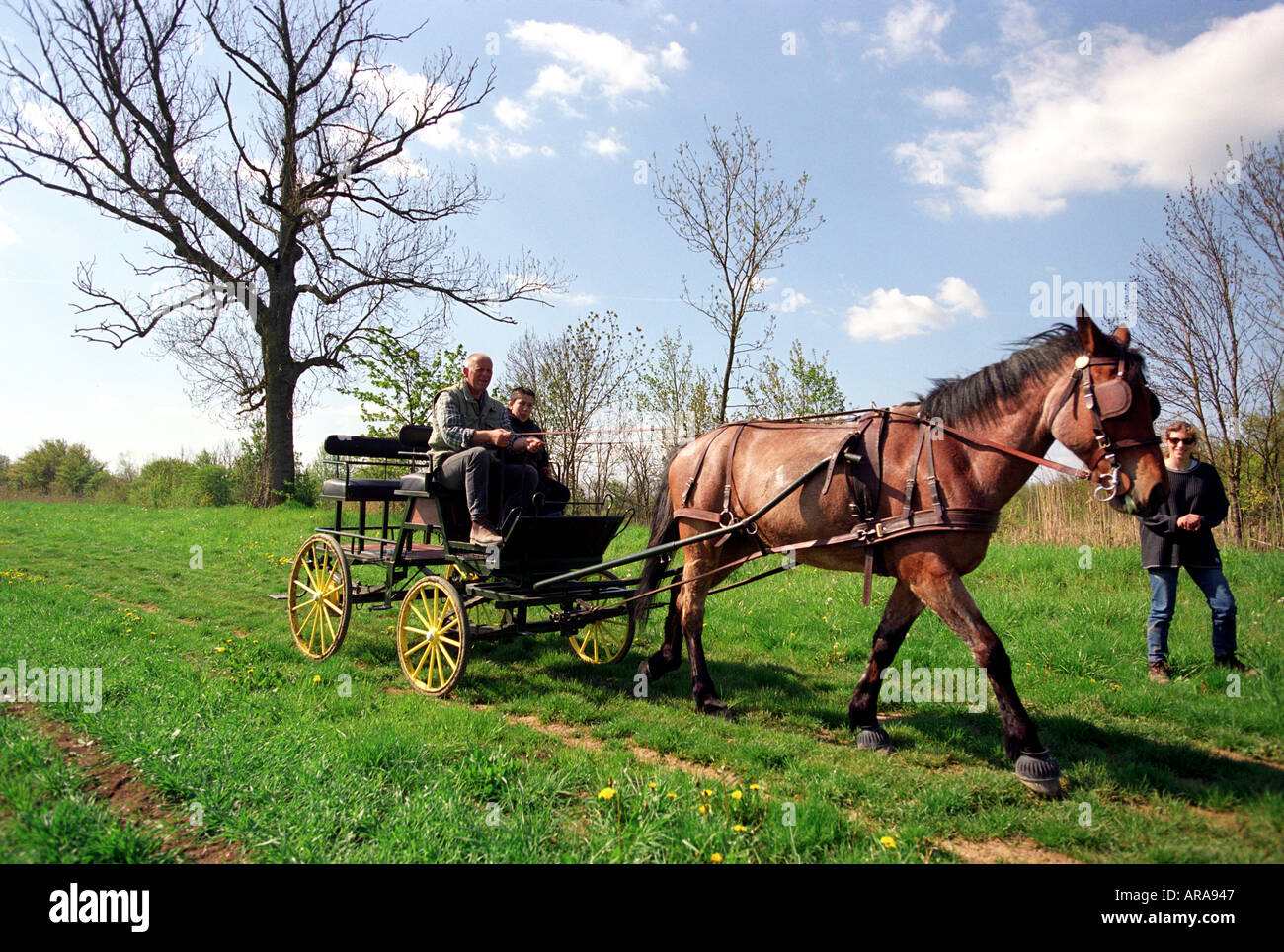 Horse And Cart Ride In The Countryside In The Champagne Ardenne Region