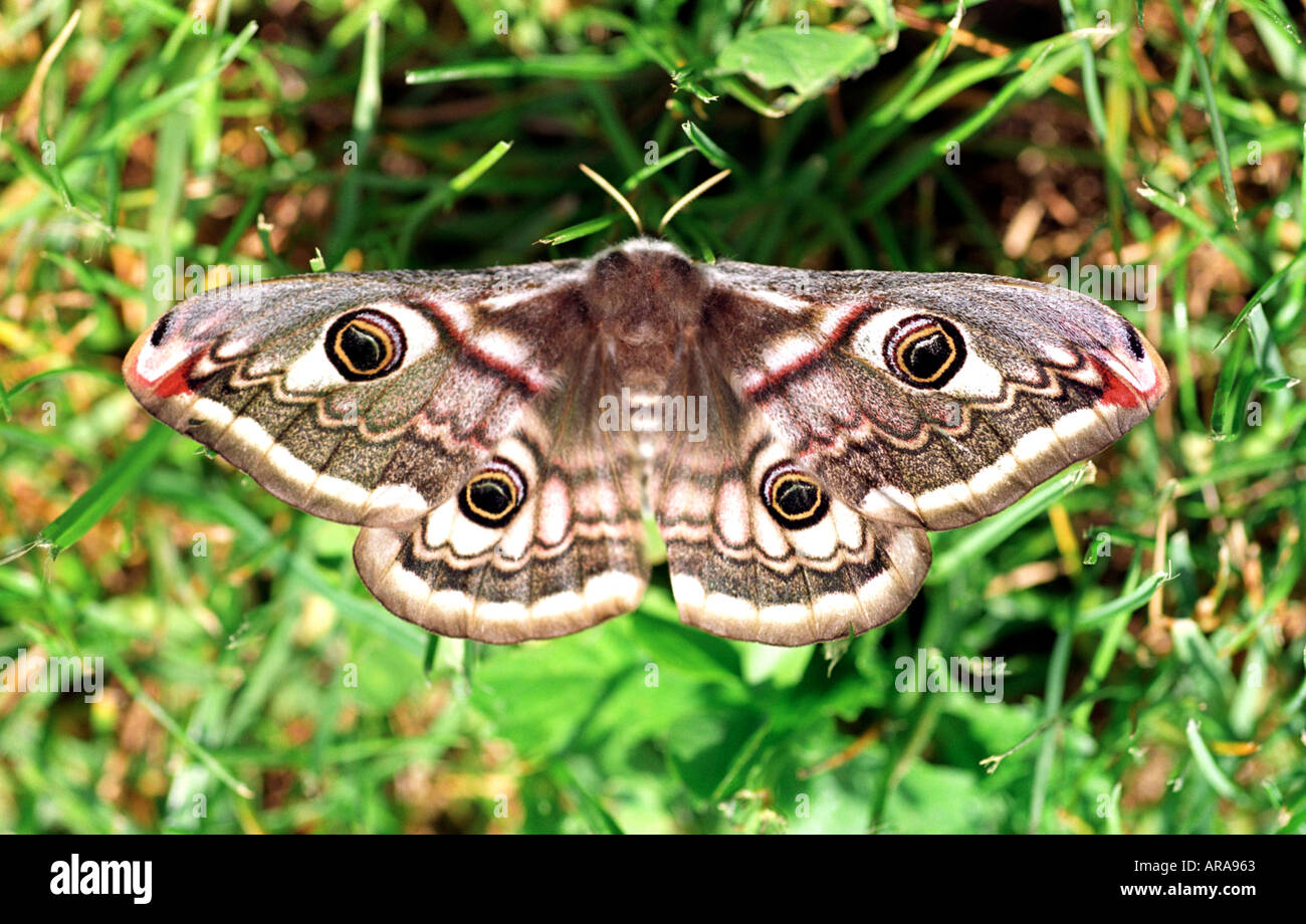 Moth with eye markings on grass Stock Photo - Alamy