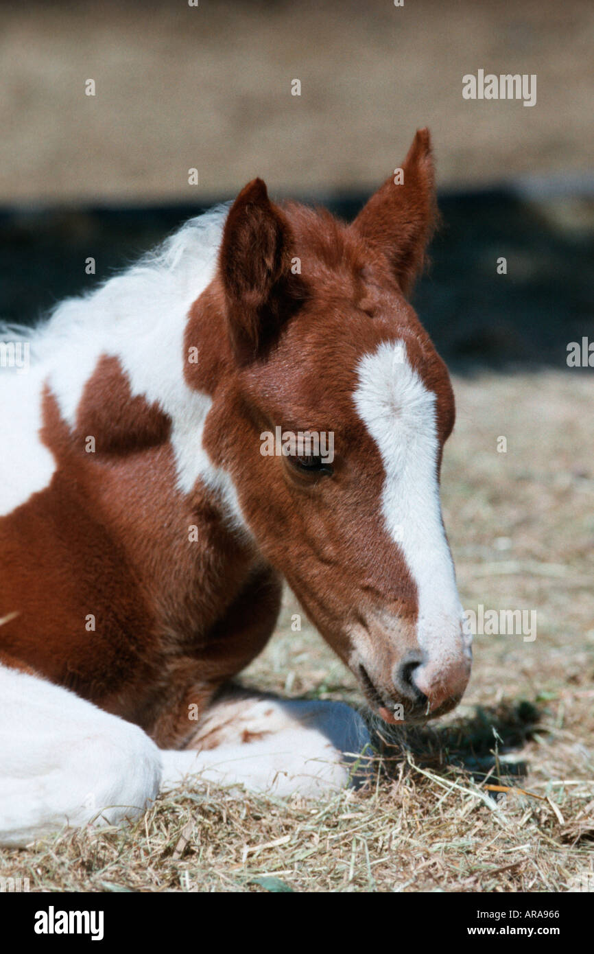 Sick horse lying hi-res stock photography and images - Alamy
