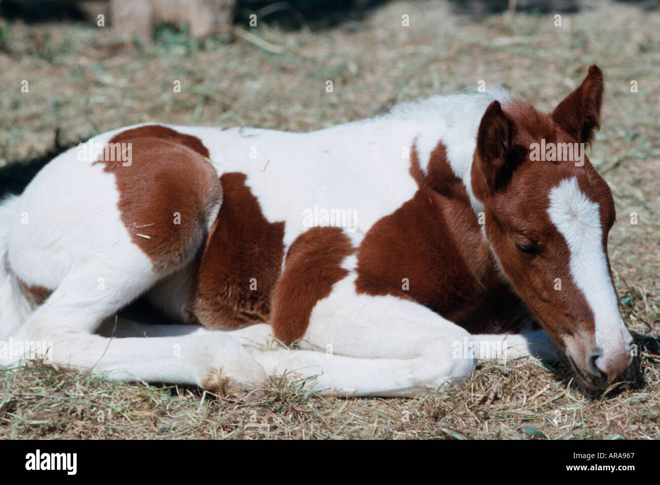 Sick horse lying hi-res stock photography and images - Alamy