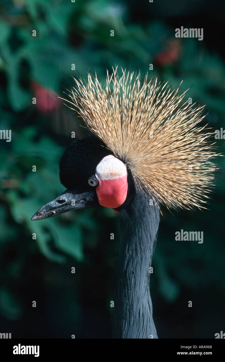 Long necked crane hi-res stock photography and images - Alamy