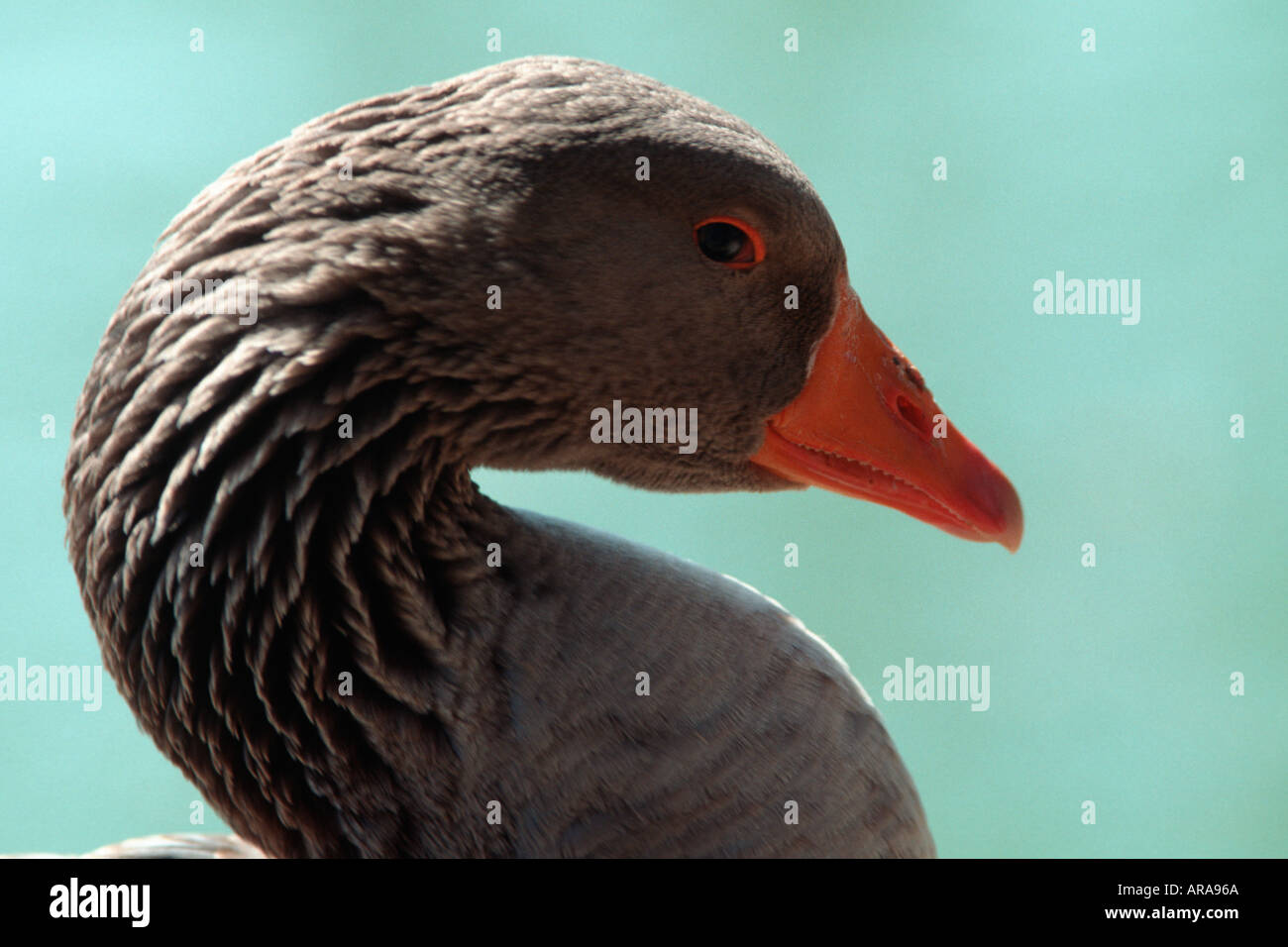 Grey goose portrait Stock Photo - Alamy