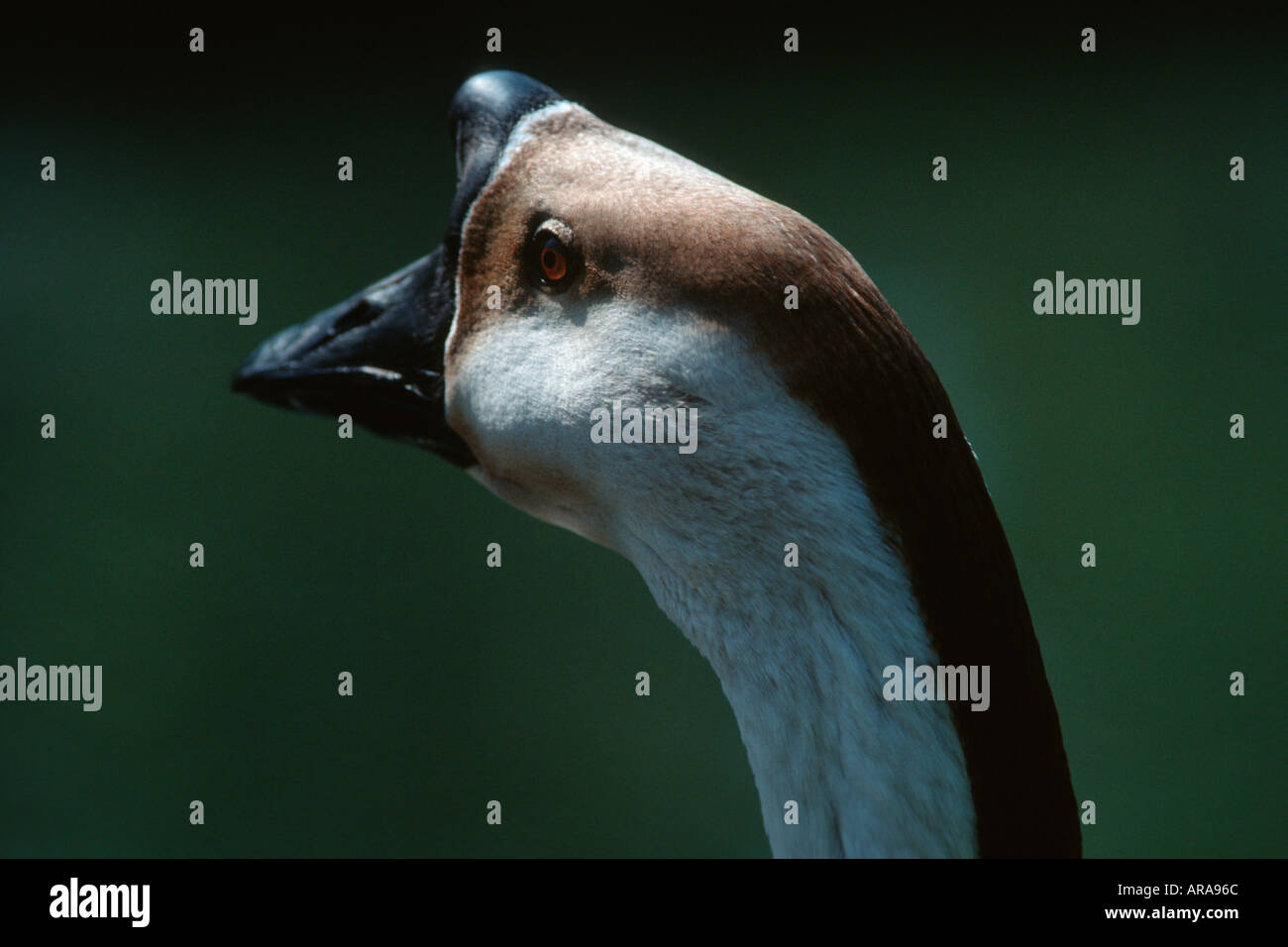 Long necked goose hi-res stock photography and images - Alamy