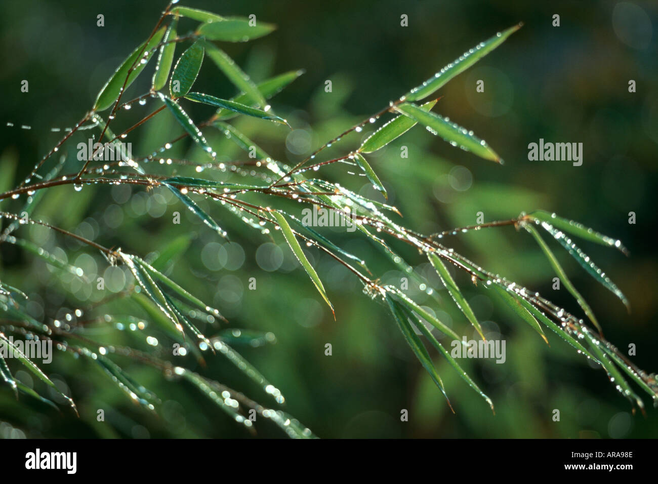 Early bamboo hi-res stock photography and images - Alamy