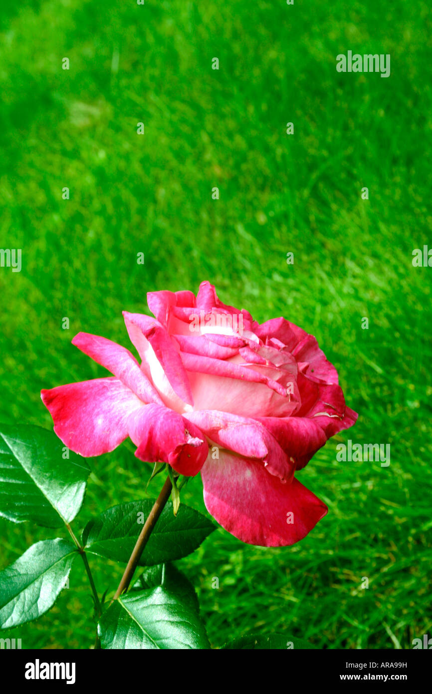 Red rose on the field Stock Photo - Alamy