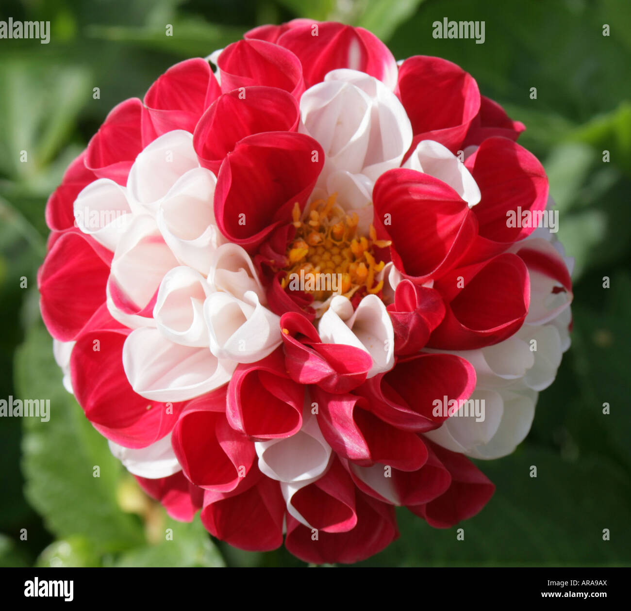 Two tone buttonhole dahlia hybrid Stock Photo - Alamy