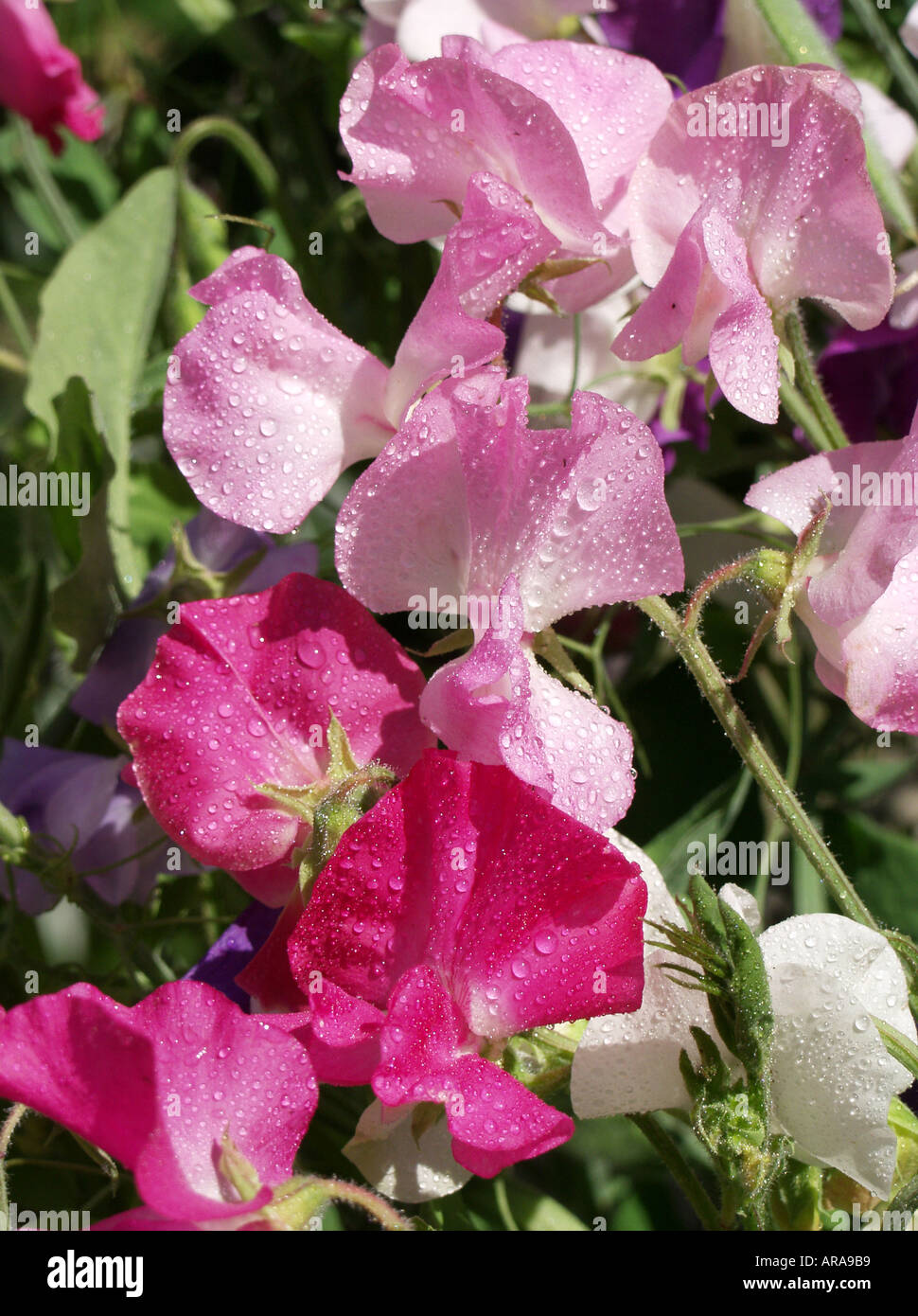 Sweet peas Lathyrus odoratus Stock Photo - Alamy