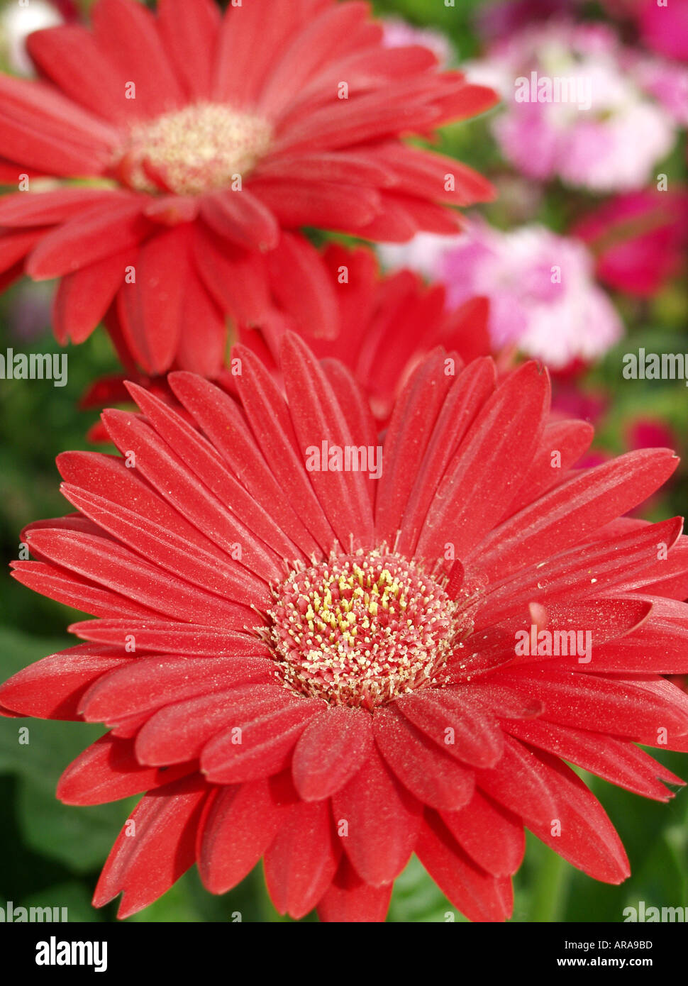 Two red gerbera daisies hi-res stock photography and images - Alamy