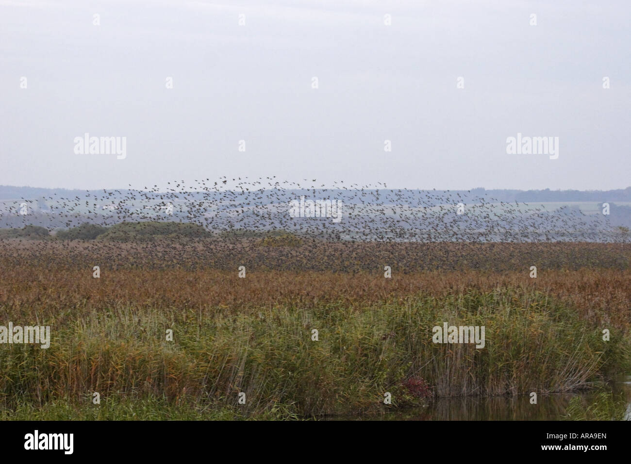Star, Sturnus, vulgaris, stare, schwarm, schwärme, Vogelschwarm, swarm ...