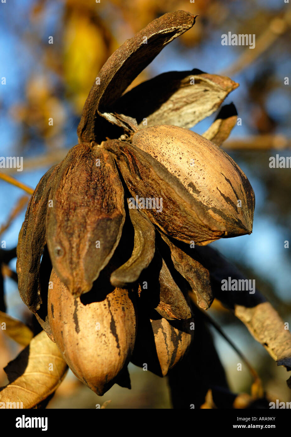 pecans on a tree Stock Photo - Alamy