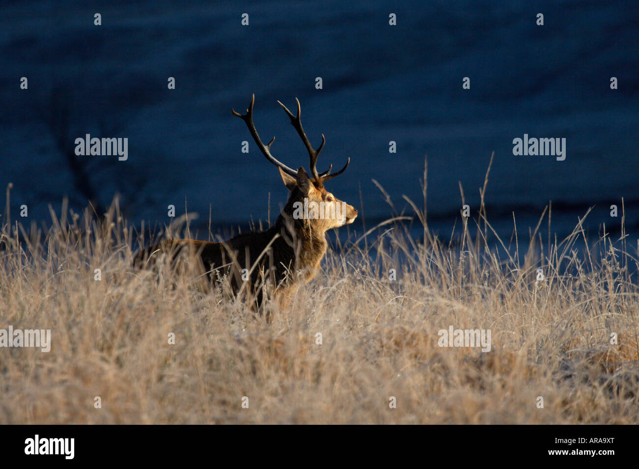 Wild Red Deer stag amongst hoar frosted grass in the Scottish ...