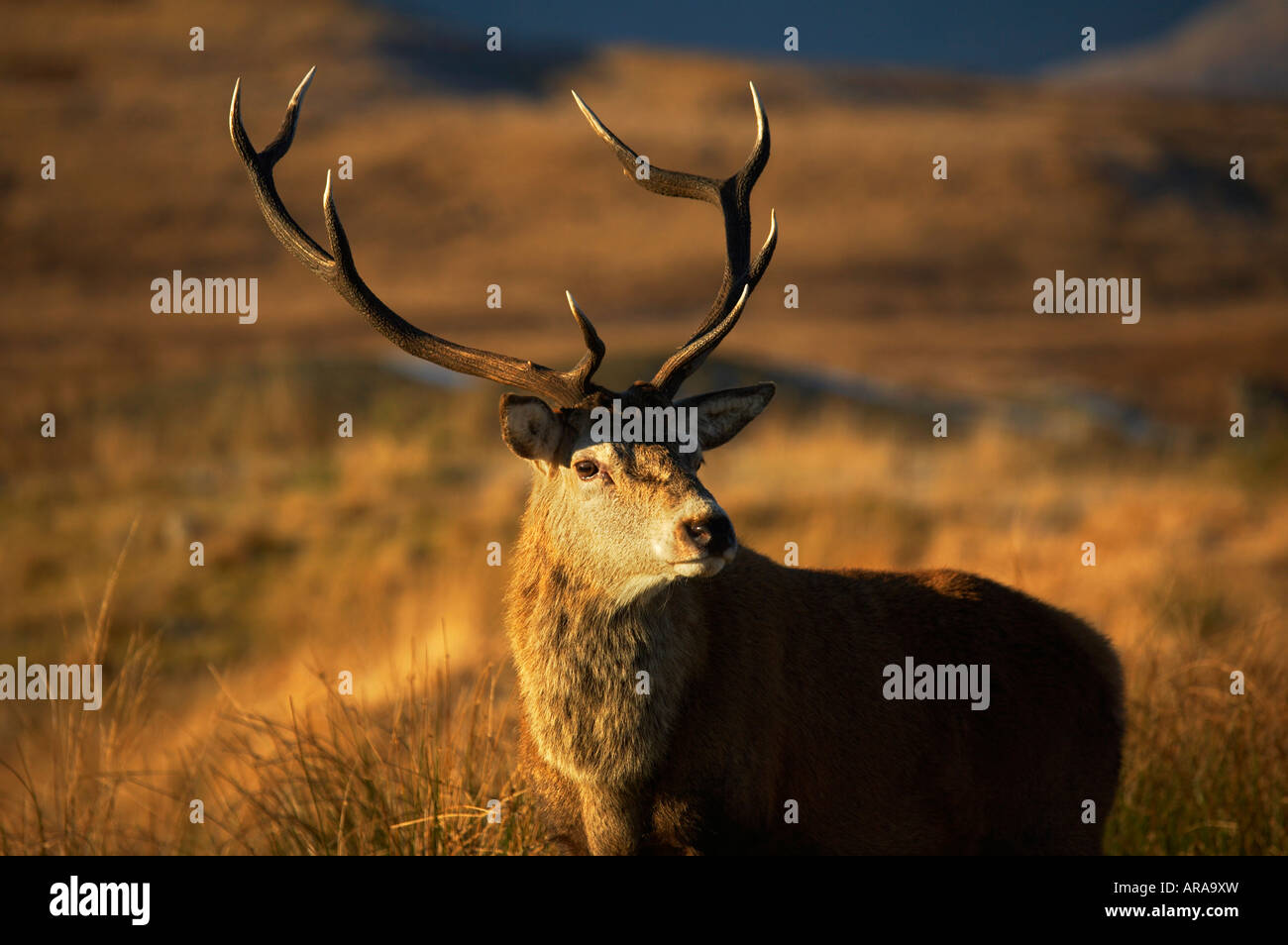 Wild Red Deer stag in the Scottish countryside Stock Photo - Alamy