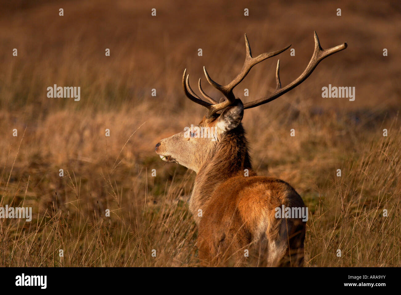 Scottish stag shooting hi-res stock photography and images - Alamy