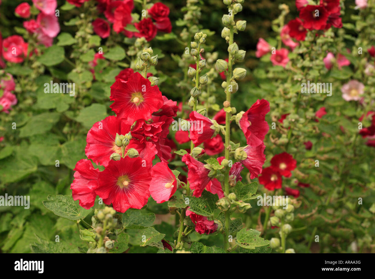 Red hollyhocks in an English garden Stock Photo - Alamy