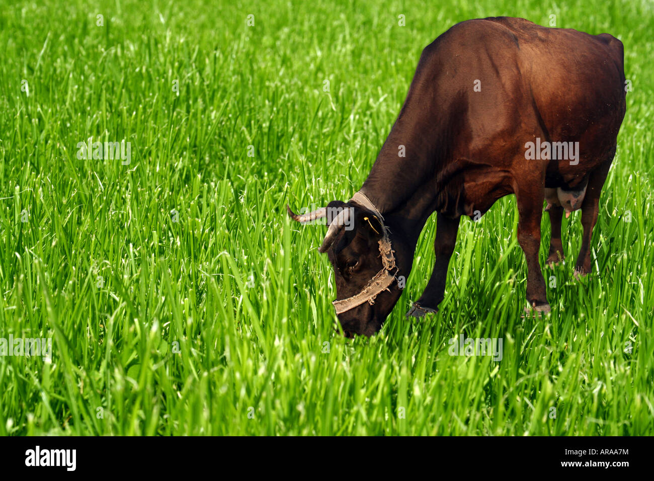 Vertical orientations hi-res stock photography and images - Alamy