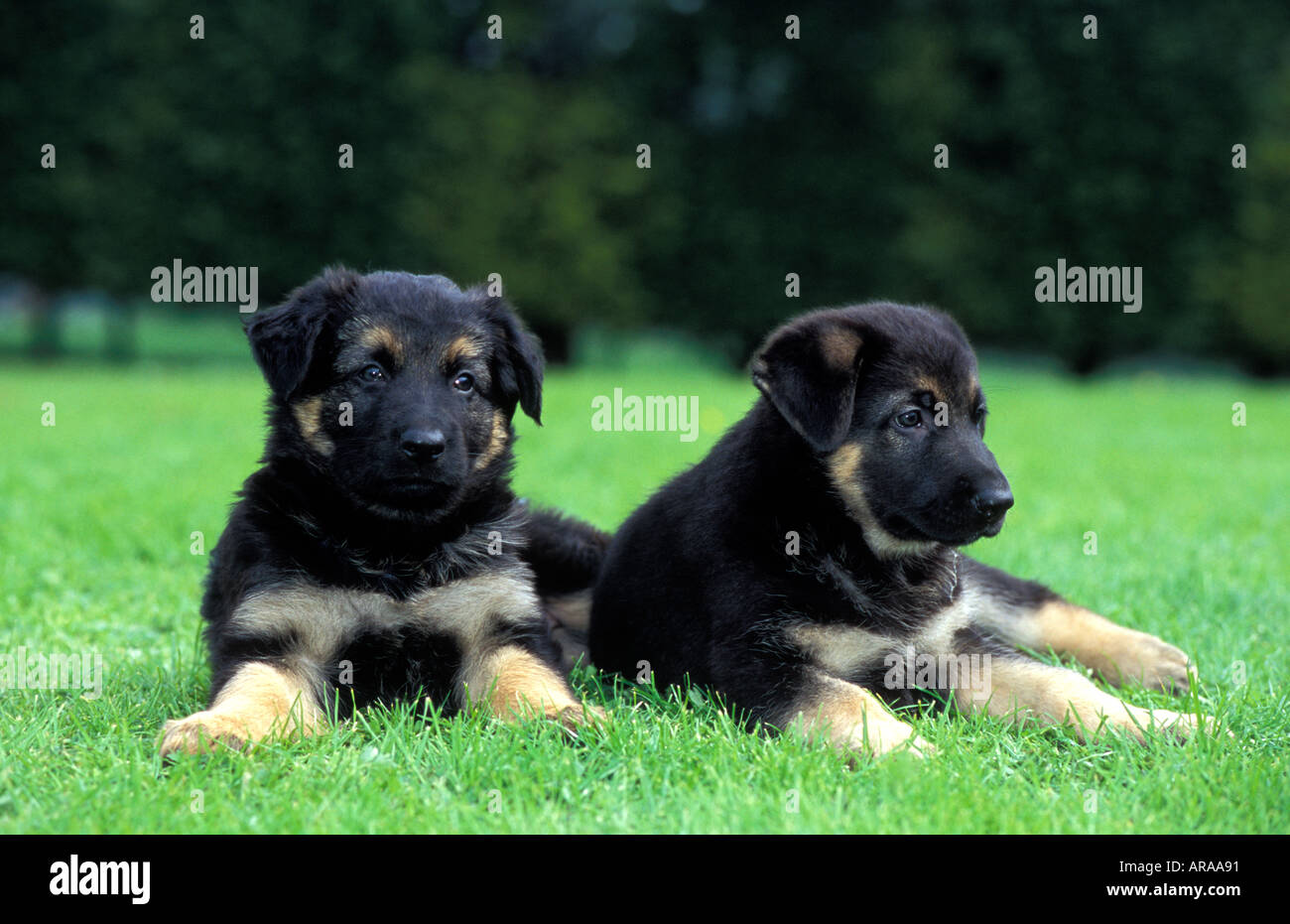 Two German Shepherd guide dog puppies Stock Photo - Alamy
