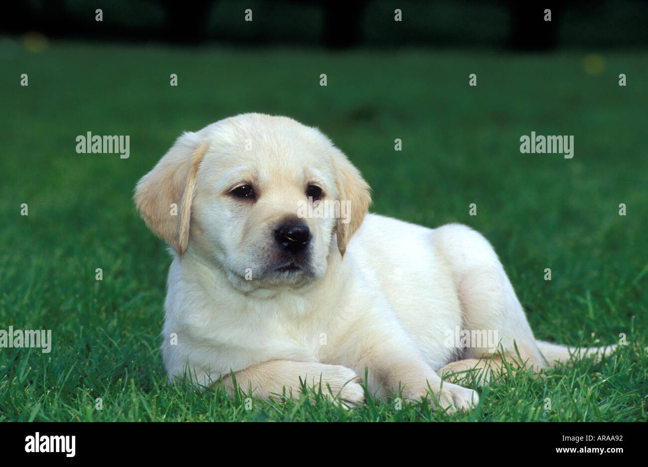 Golden labrador guide dog hi-res stock photography and images - Alamy