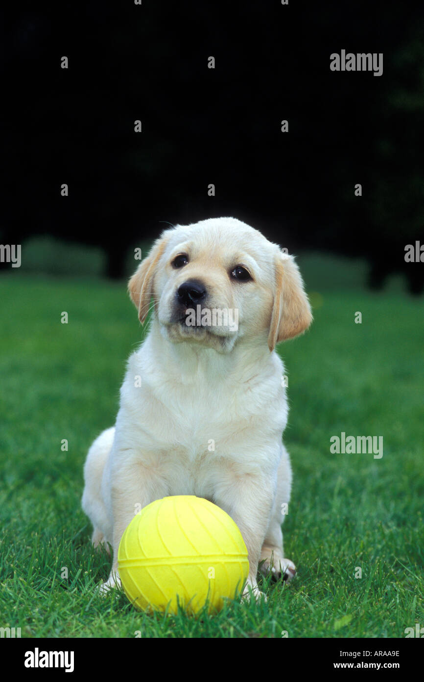 Golden Labrador puppy with yellow ball Stock Photo - Alamy