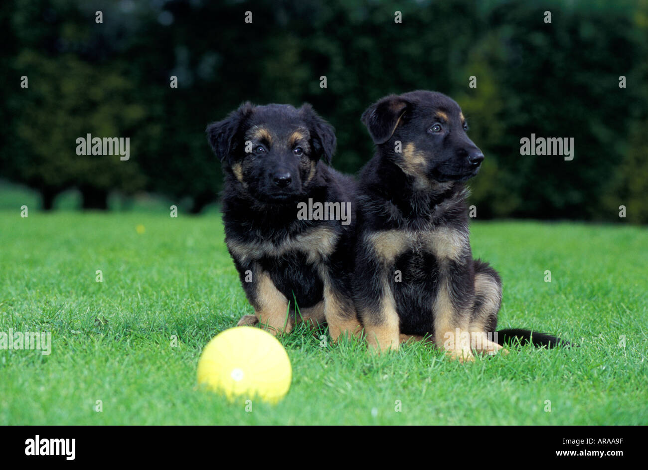 Two German Shepherd puppy dogs with yellow ball Stock Photo - Alamy