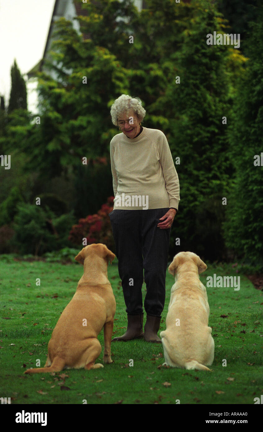 Three labradors sitting hi-res stock photography and images - Alamy